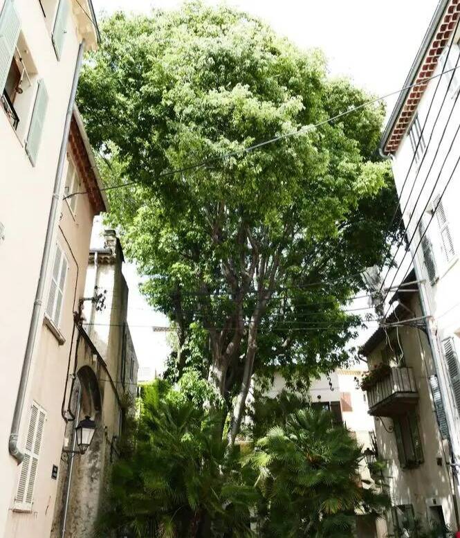 Les 5 choses à savoir sur les arbres remarquables à Antibes (la Ville a ...