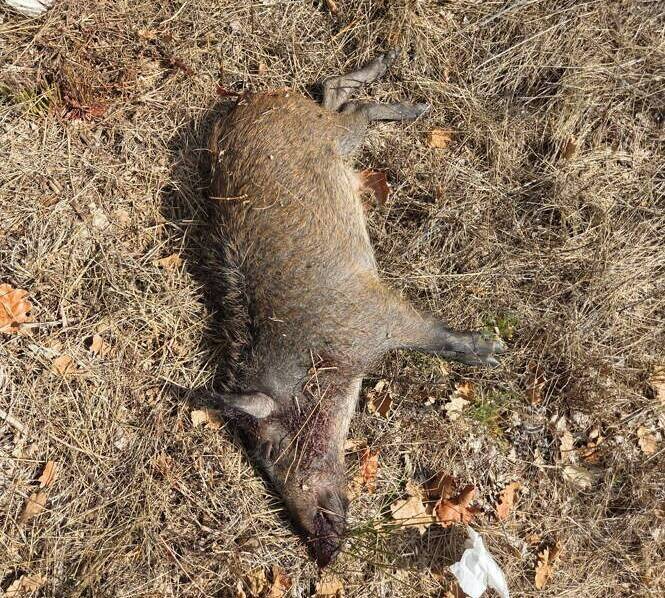 Le sanglier retrouvé mort près d'Altitude 500 a-t-il été victime d'une ...