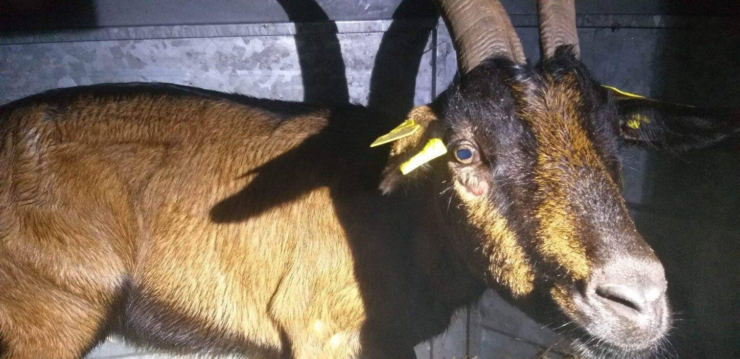 "Cela fait trois jours que la police lui court après": la chèvre qui ...