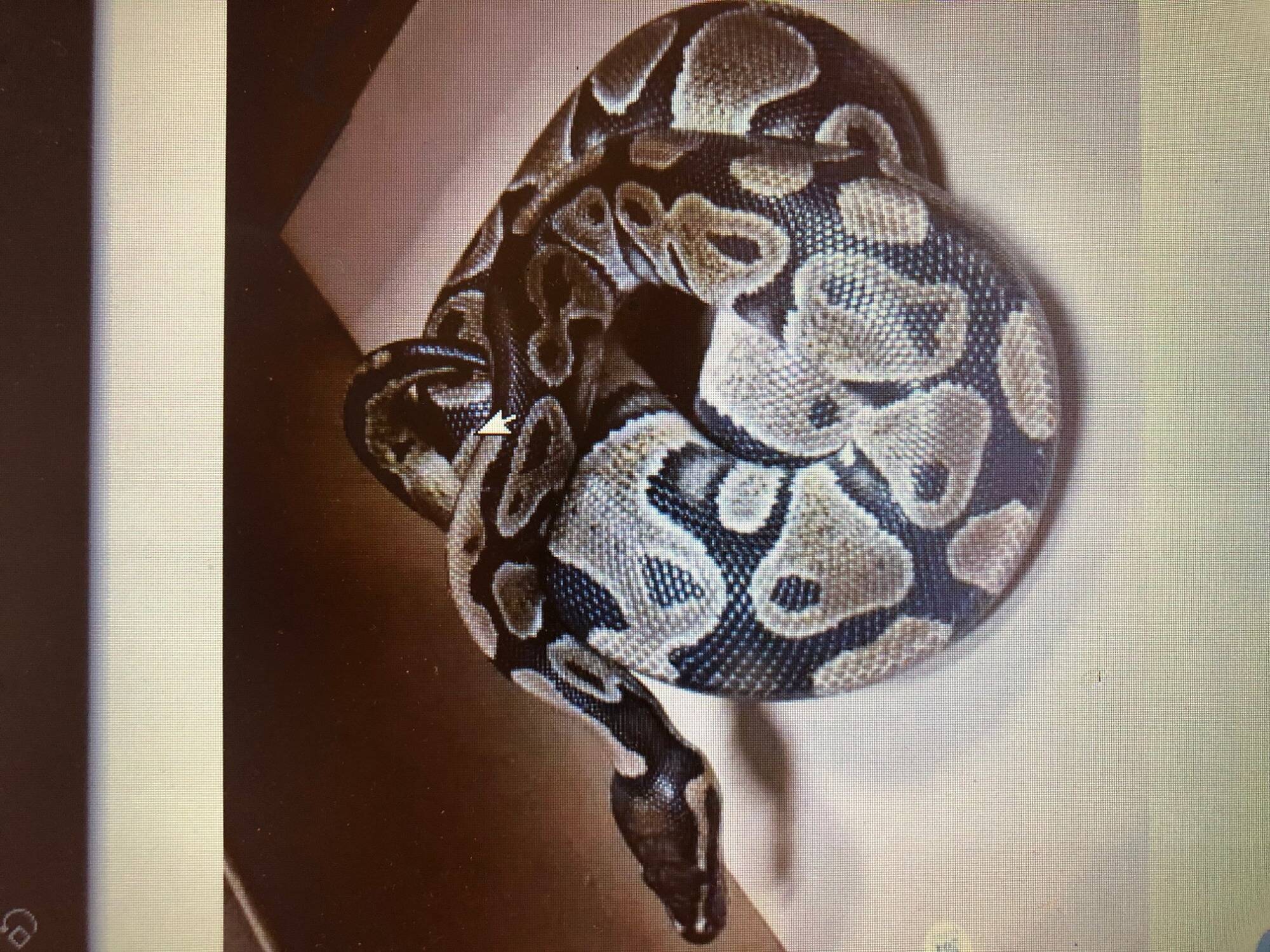 En Australie, un garçon de cinq ans survit à l'attaque d'un python ...