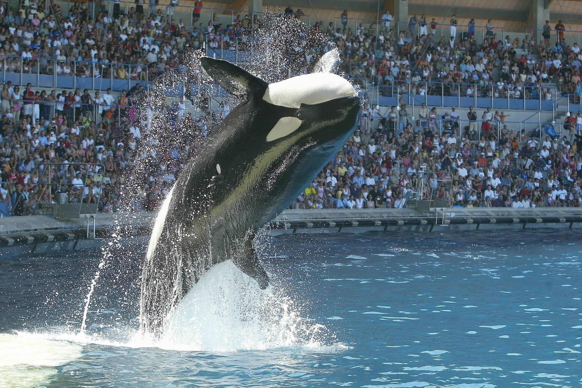 Marineland: une expertise assure que les orques sont traitées aussi ...
