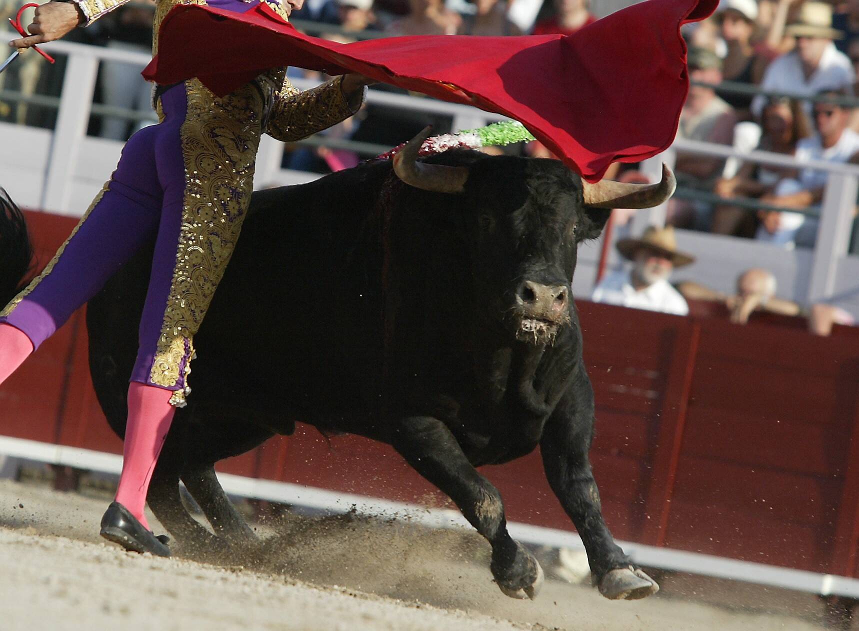 Des manifestations contre la corrida attendues à Nice, Toulon et Fréjus ...