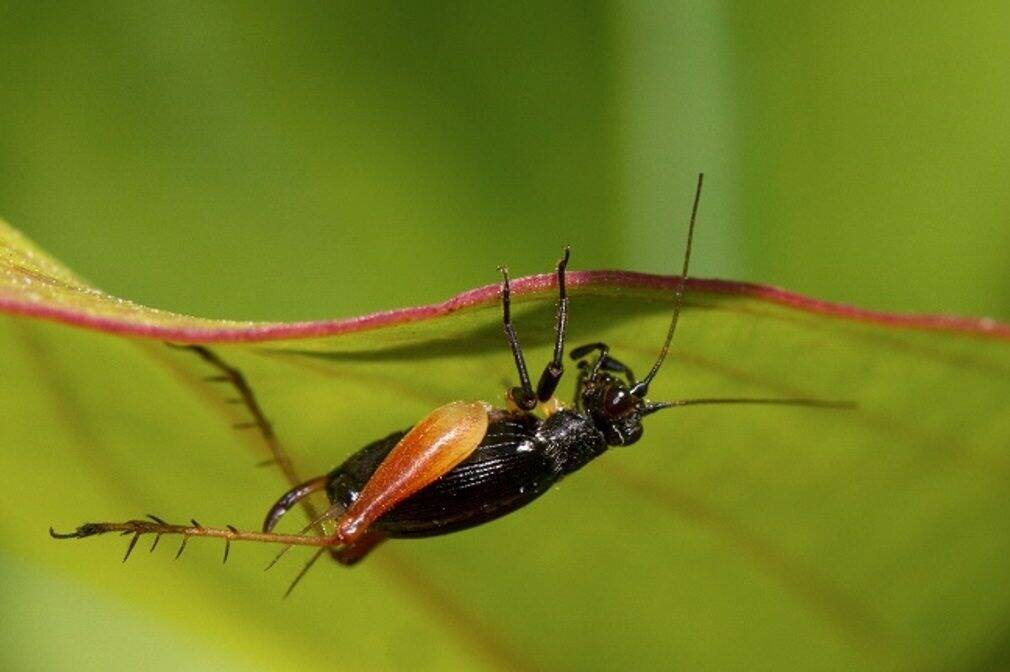 Barre énergétique, biscuit, saucisse... Comment le grillon est devenu ...