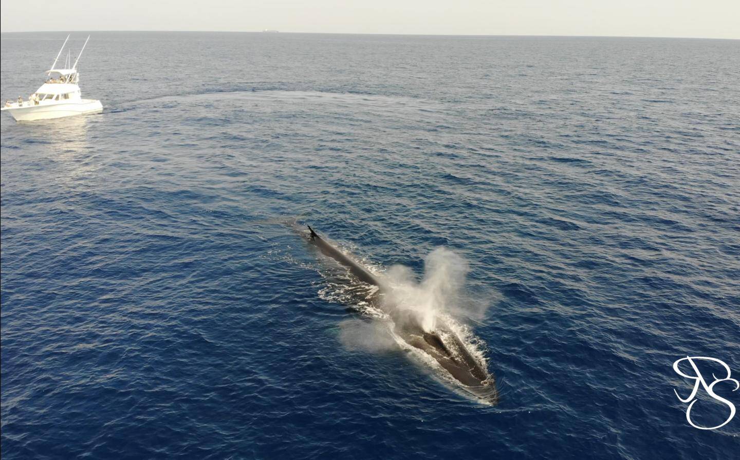 PHOTOS. Un rorqual de près de 20 mètres se balade au large de Beaulieu ...
