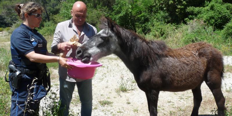 Le propriétaire du poney retrouvé déshydraté à Nice a été identifié, il ...
