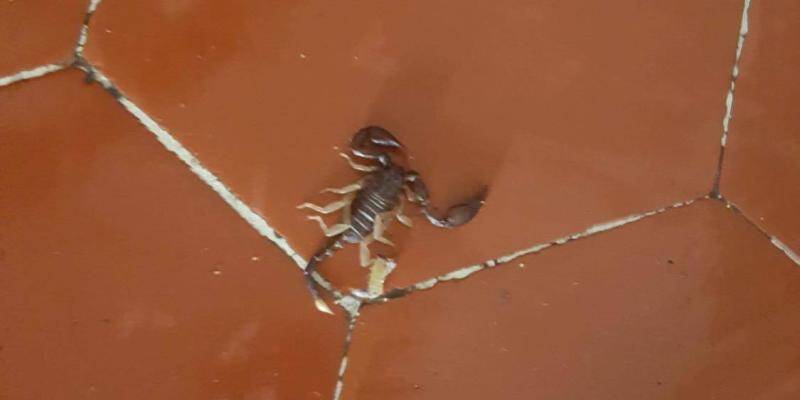 Un scorpion fait perdre le sommeil à une famille niçoise - Nice-Matin
