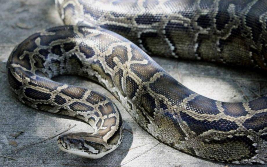 Un python royal d’1,50m capturé dans un jardin de Marseille, son ...