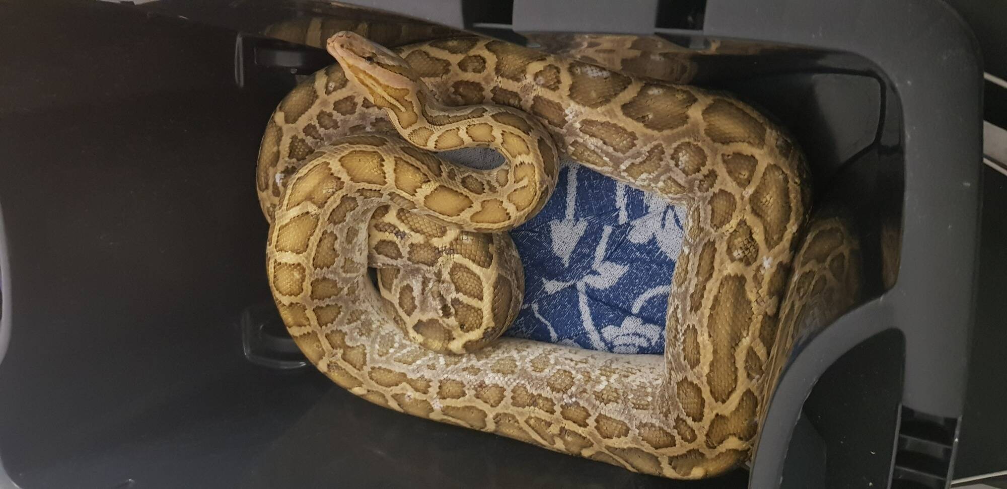 En allant aux toilettes, elle tombe sur un python échappé de son ...