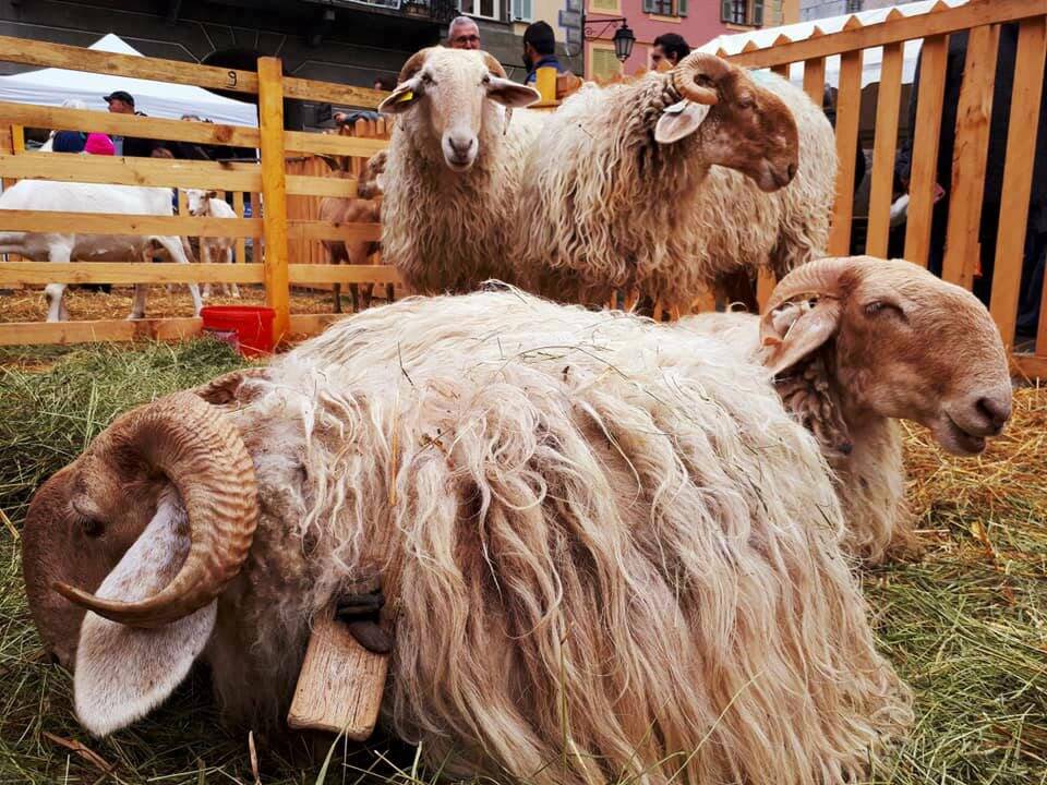 La fête de la brebis revient dimanche à La Brigue - Nice-Matin