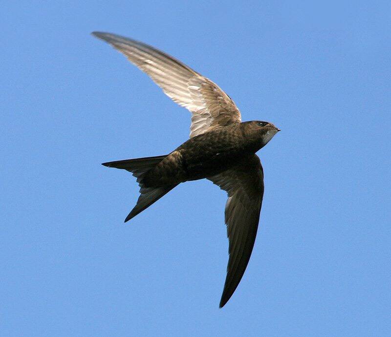 8 choses vraiment étonnantes que vous ne savez certainement pas sur le ...