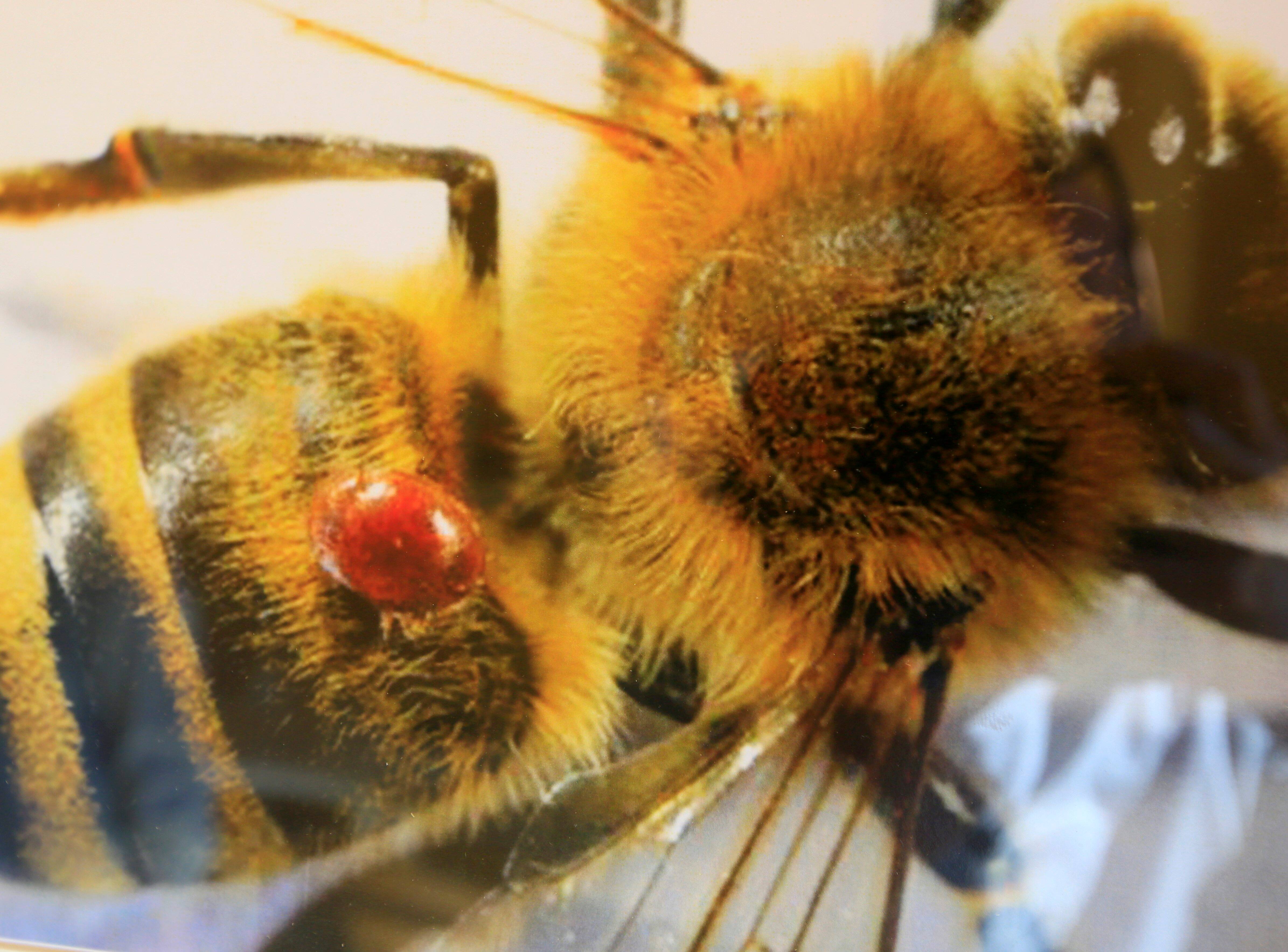 Tout ce qu'il faut savoir sur le varroa, une épine dans le pied des ...