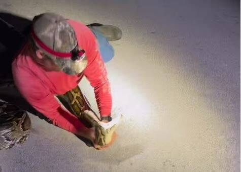 Un python birman de presque 6 mètres de long capturé en Floride - Var-Matin